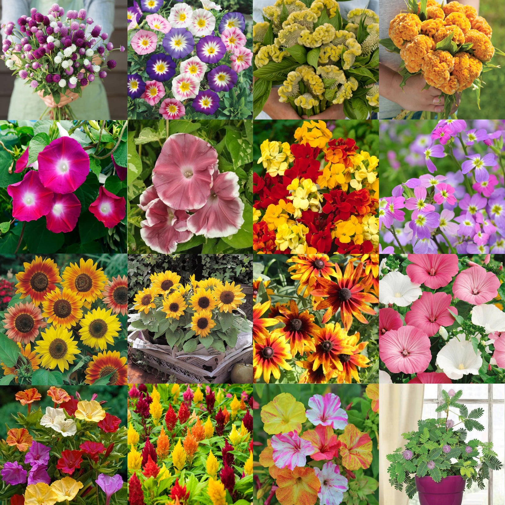 All-Season Mixed Flowers – Awan Garden