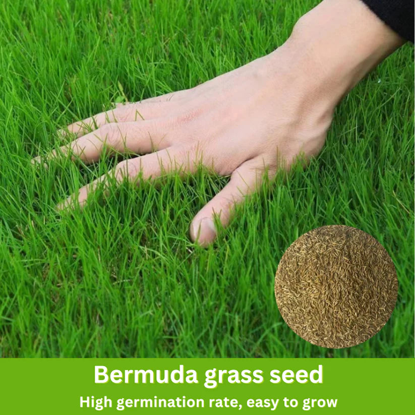 Bermuda Grass - Hybrid Seeds – Awan Garden